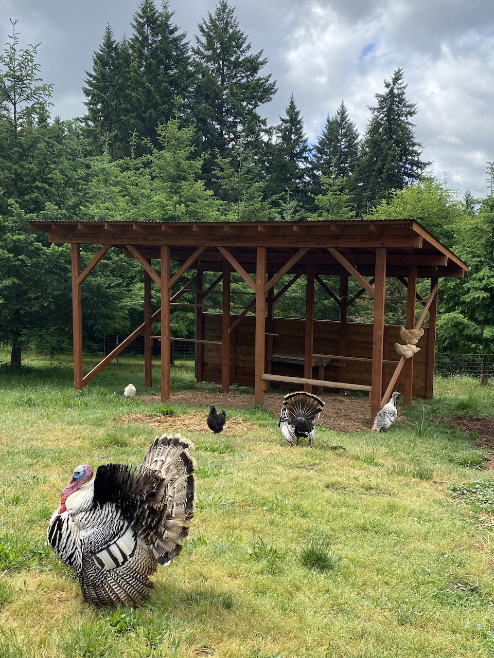 Raising Turkeys on Pasture - Backyard Poultry